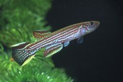 Ehrenpräsident Prof. Dr. Alfred Radda verstorben - Haus des Meeres