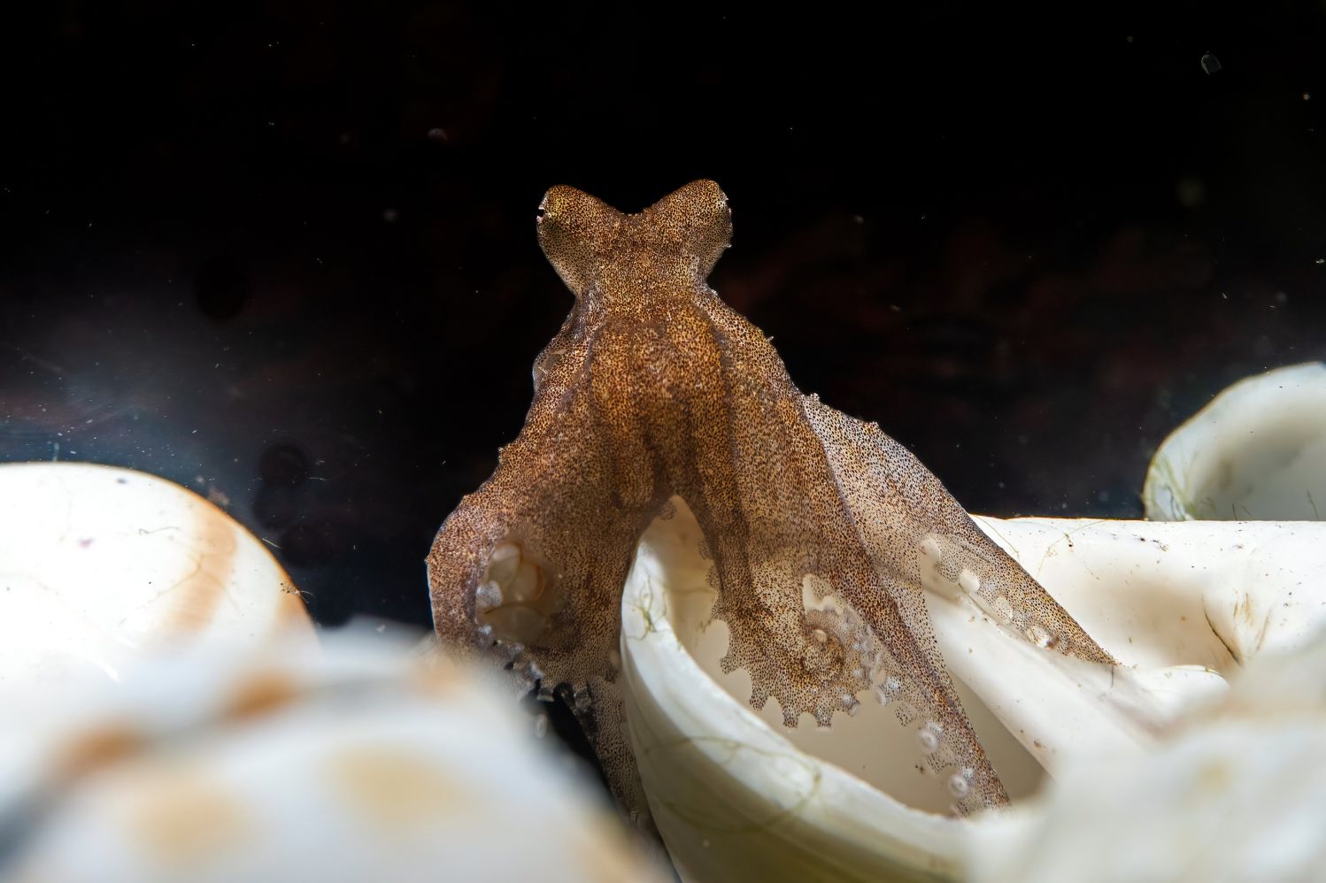 Vollpension für Baby-Kraken - österreichweites Zuchtprojekt für den ...